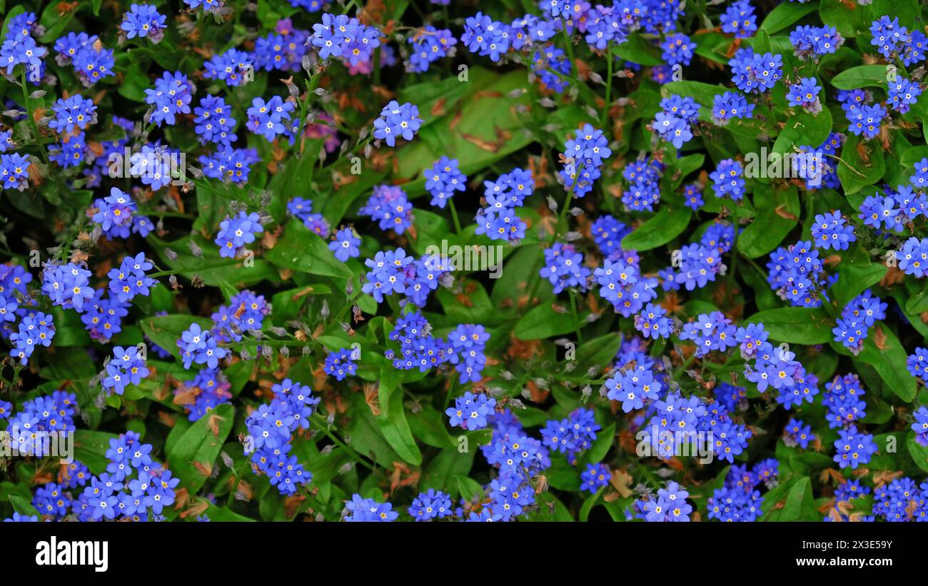 Floral background of small blue forget-me-nots flowers. Glade of blue ...