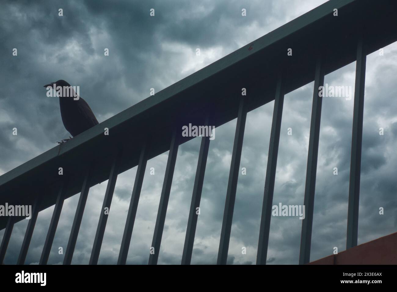 Dramatic wildlife hi-res stock photography and images - Alamy