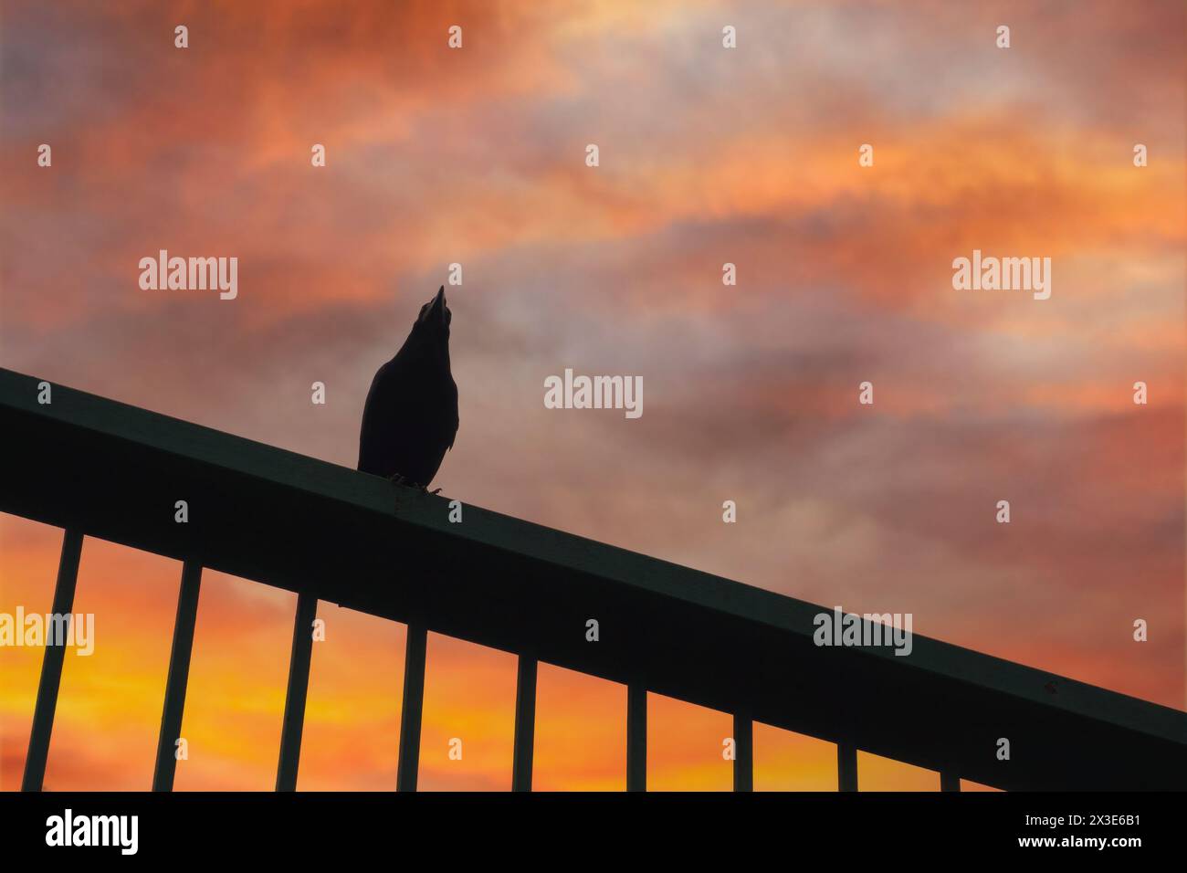 Dramatic wildlife hi-res stock photography and images - Alamy