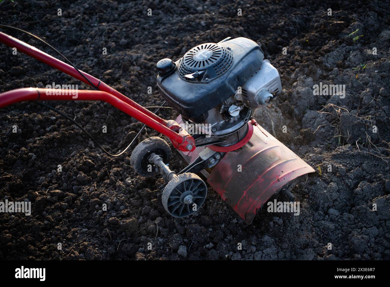 organic farming man ploughs the ground at sunset with a tiller ...