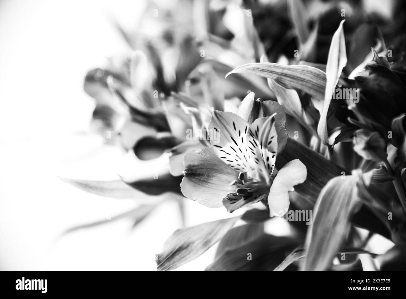 Funeral card design Black and White Stock Photos & Images - Alamy