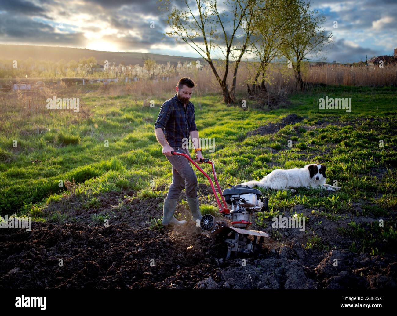organic farming man ploughs the ground at sunset with a tiller ...