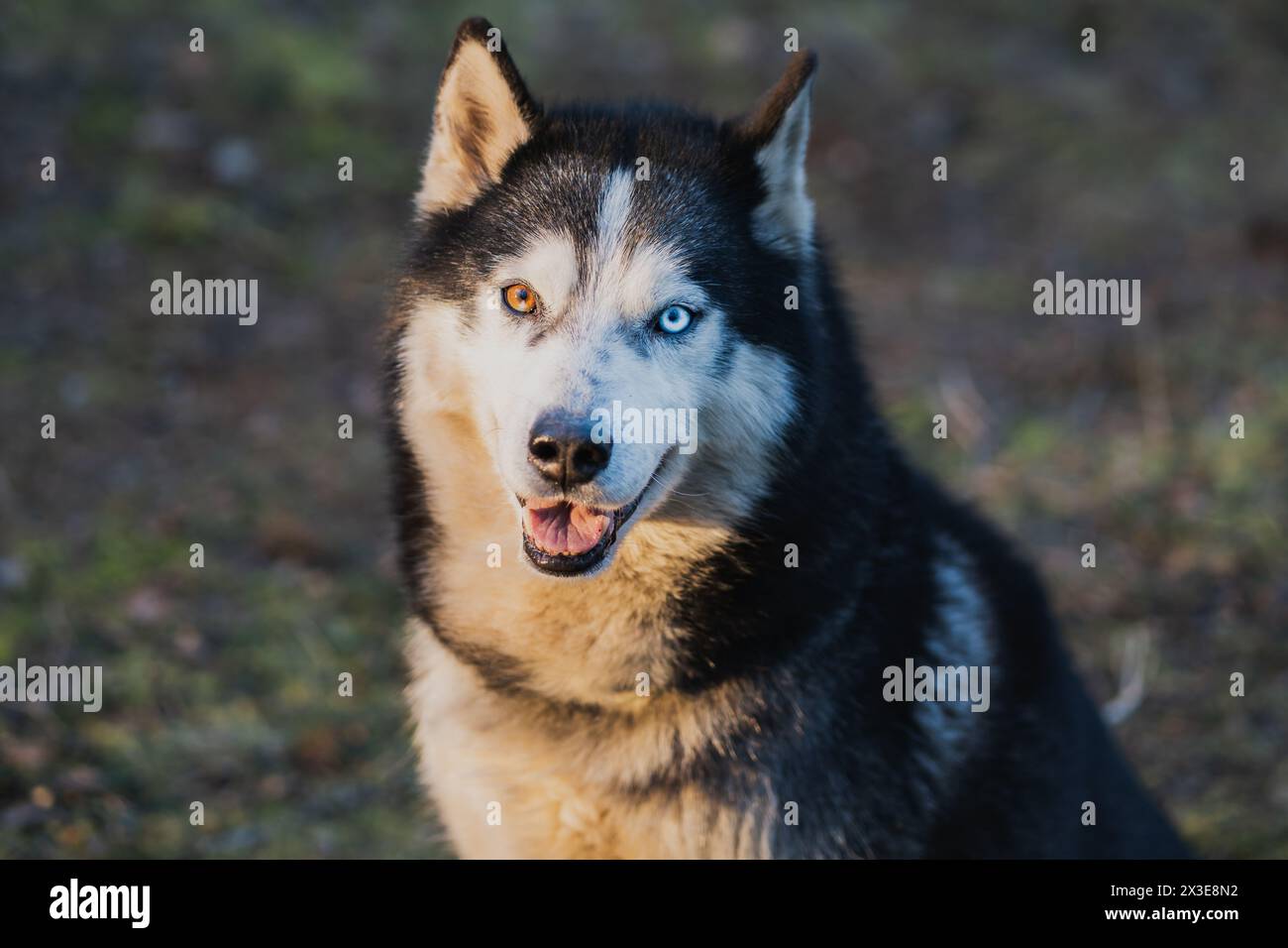 Beautiful adult husky dog with multi-colored eyes, close-up photo in ...