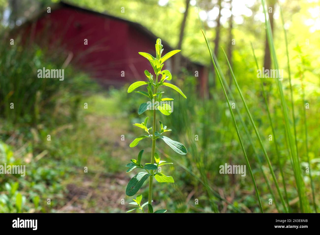 Isolated Red House in the Forest Stock Photo - Alamy