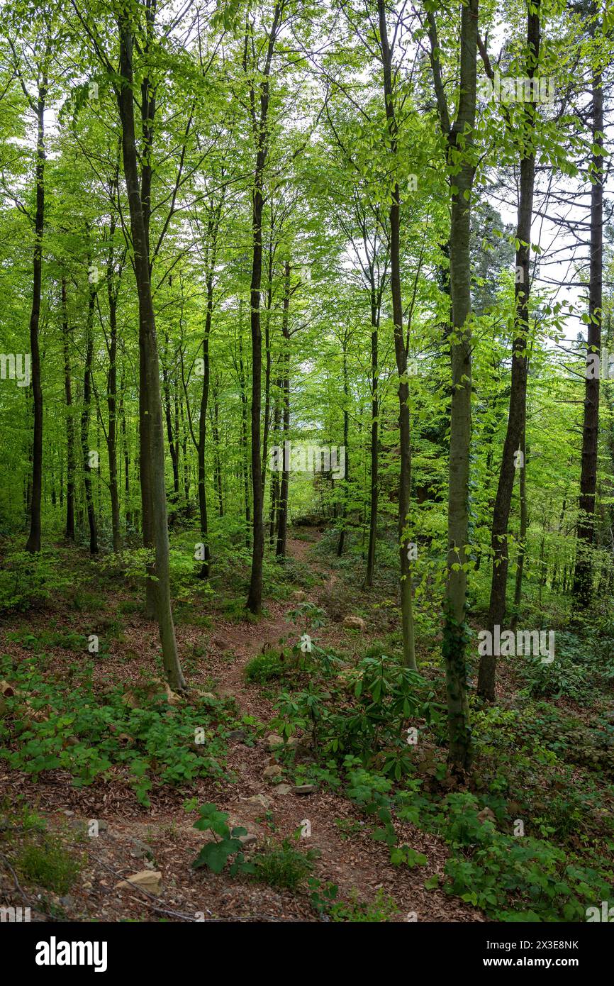 Tall, Dense Trees in the Forest Stock Photo - Alamy
