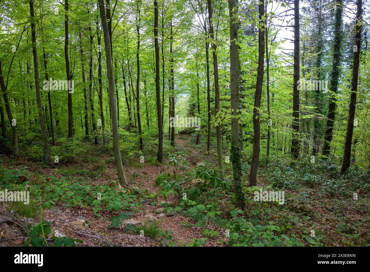 Tall trees thick trunks hi-res stock photography and images - Alamy