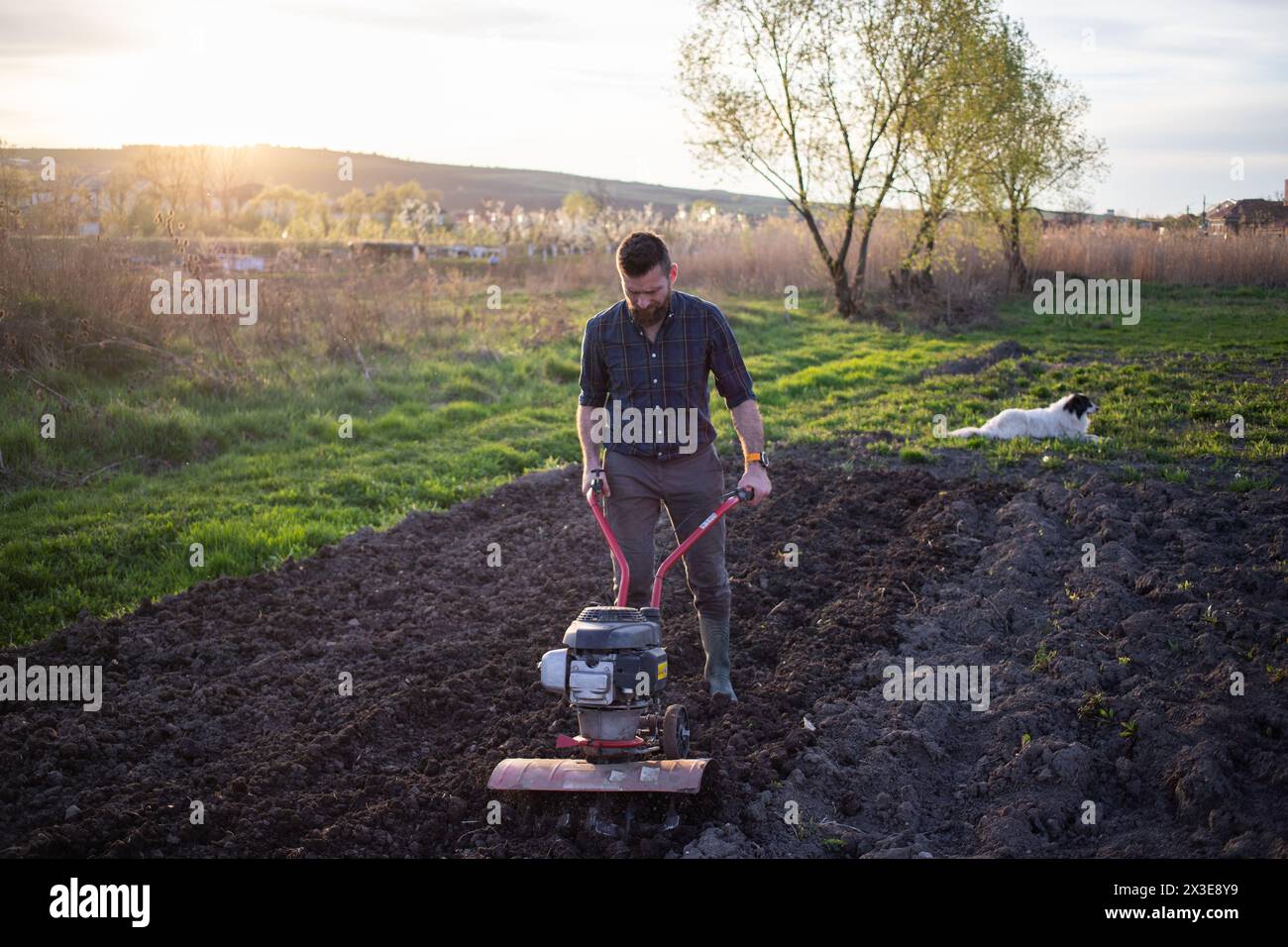 organic farming man ploughs the ground at sunset with a tiller ...