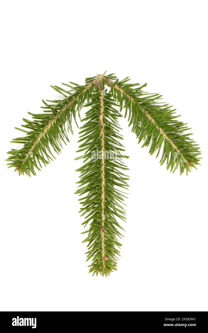 Spruce branch isolated on white background. High resolution photo. Full ...