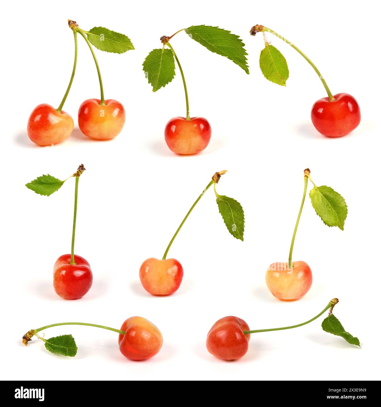 Collection of light red different sweet cherries with green leaf, side ...