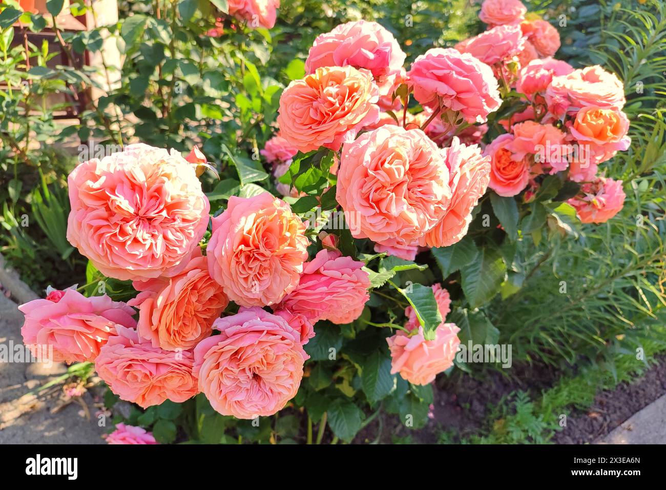Curly rose hi-res stock photography and images - Alamy