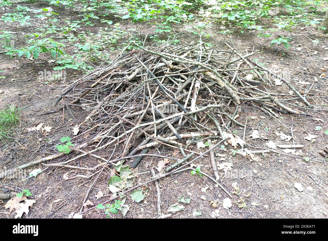 Pile tree branch forest deforestation hi-res stock photography and ...