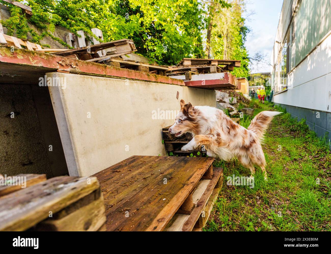 Darmstadt Eberstadt, Germany. 24th Apr, 2024. Chester, an Australian ...