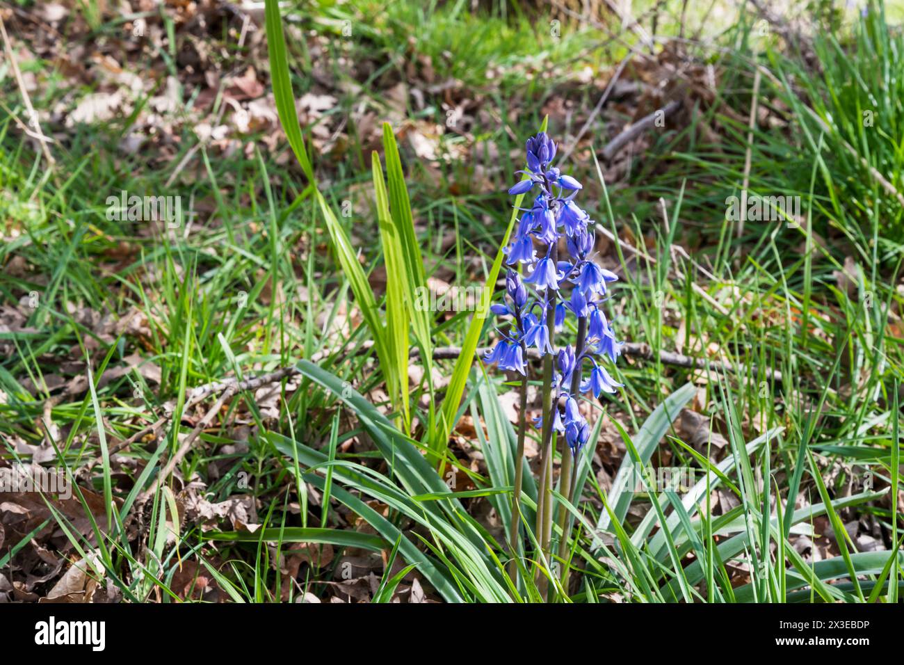 A Spanish bluebell, Hyacinthoides hispanica, growing wild in Norfolk ...