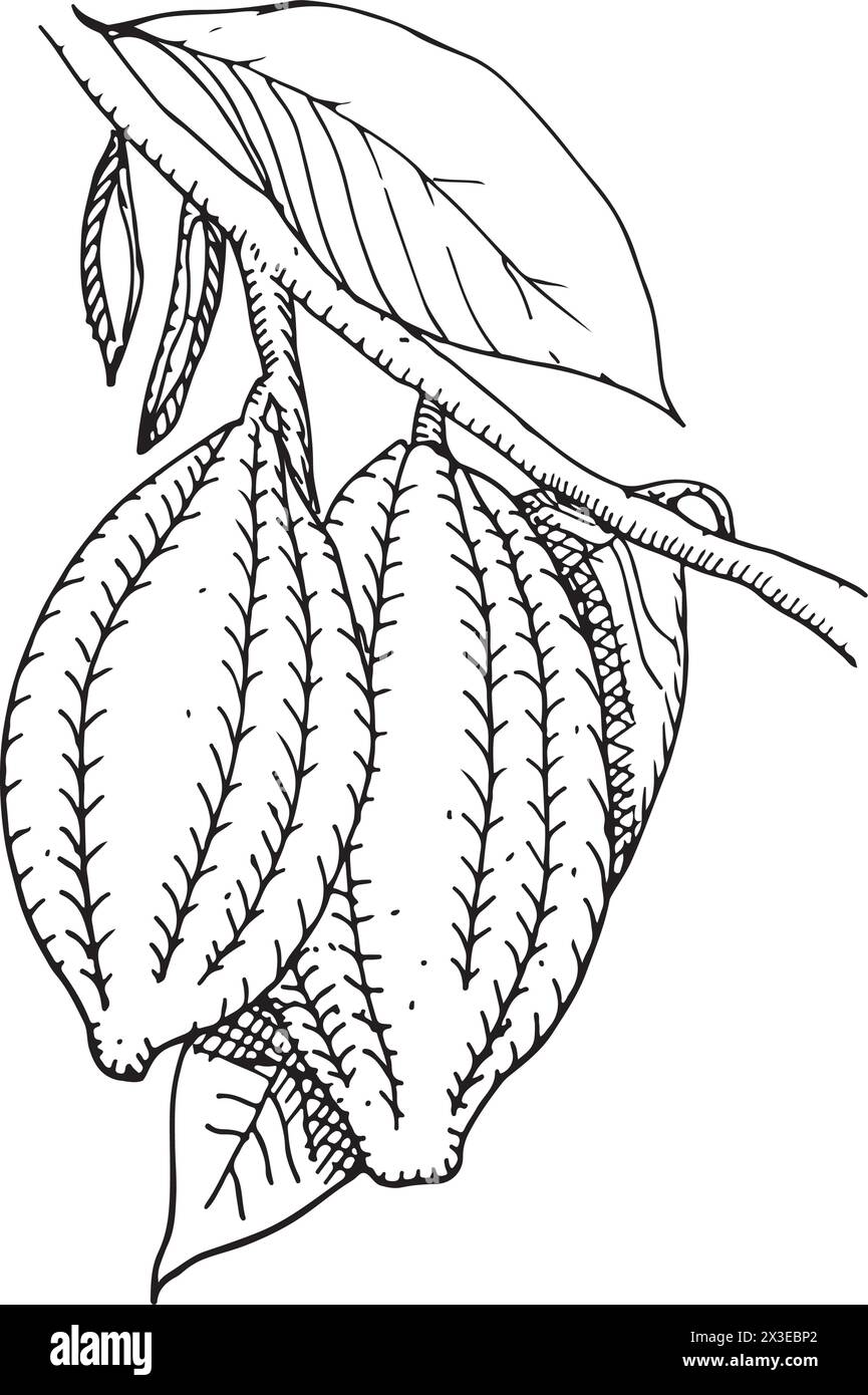 Cacao tree botanical drawing hi-res stock photography and images - Alamy