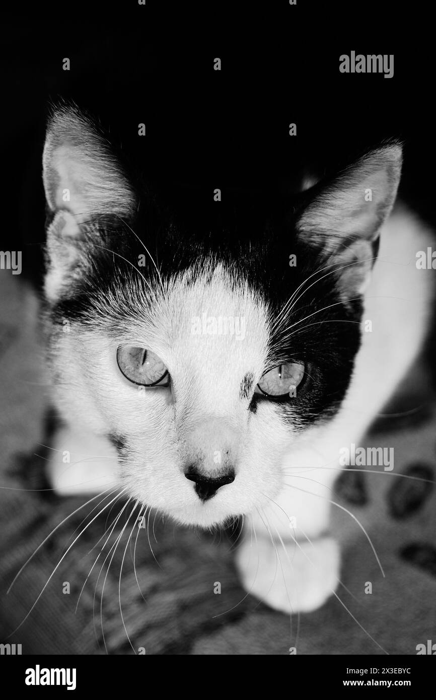 animal, animals, cat, cats, catus, domestic, domesticated, domestics ...