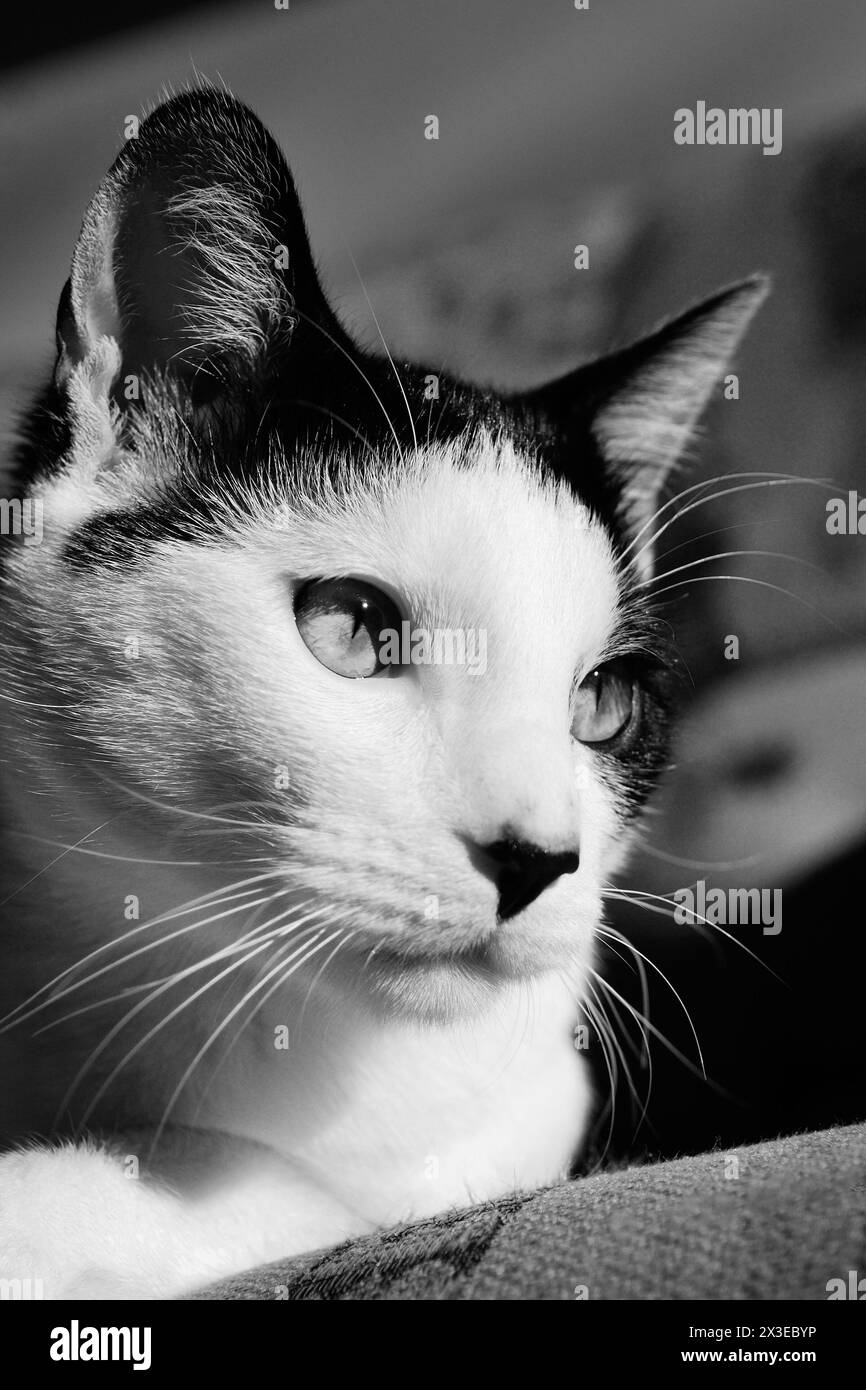 animal, animals, cat, cats, catus, domestic, domesticated, domestics ...