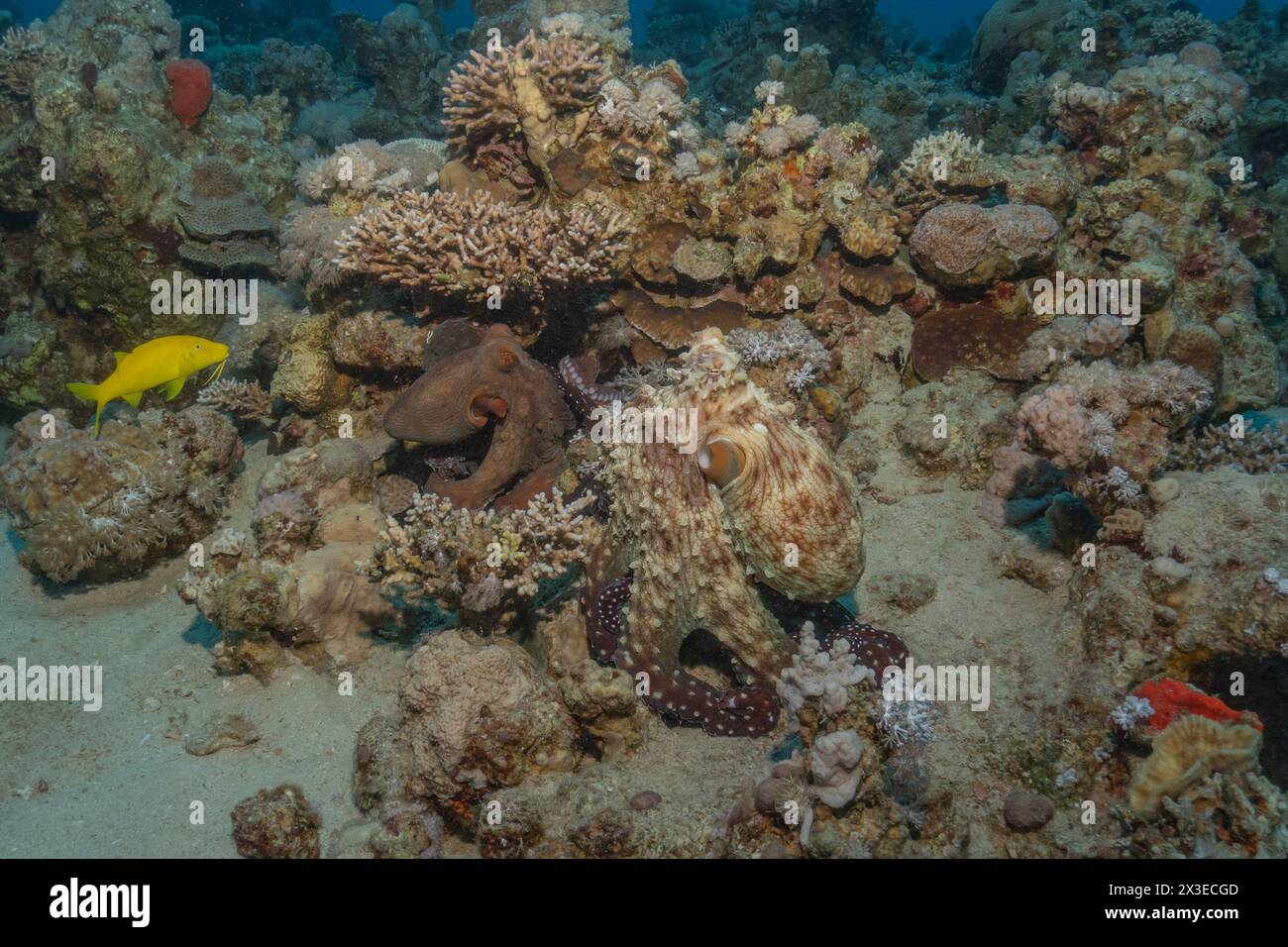 Octopus king of camouflage in the Red Sea, Eilat Israel Stock Photo - Alamy
