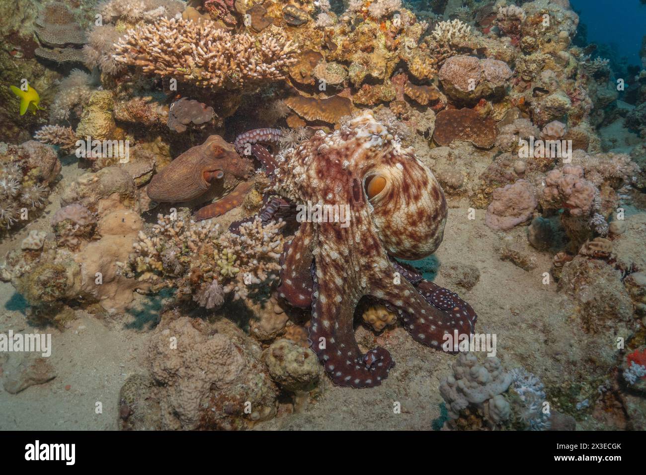 Octopus king of camouflage in the Red Sea, Eilat Israel Stock Photo - Alamy