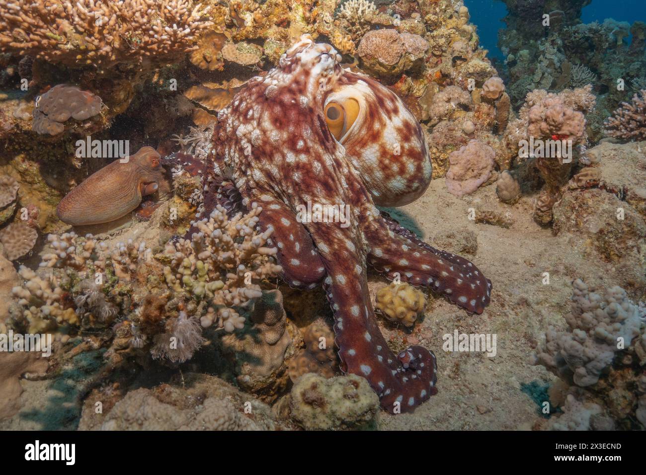 Octopus king of camouflage in the Red Sea, Eilat Israel Stock Photo - Alamy