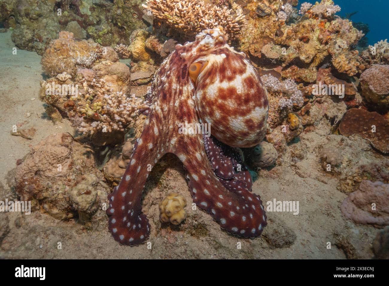 Octopus king of camouflage in the Red Sea, Eilat Israel Stock Photo - Alamy