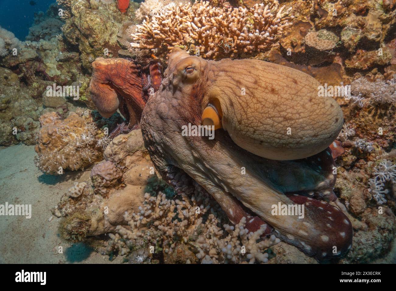 Octopus king of camouflage in the Red Sea, Eilat Israel Stock Photo - Alamy