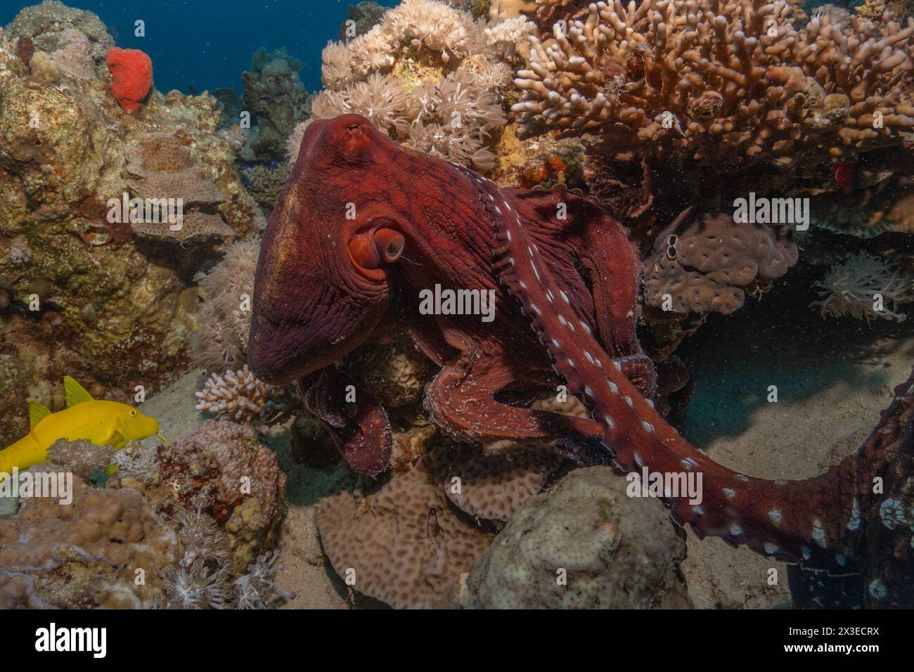 Octopus king of camouflage in the Red Sea, Eilat Israel Stock Photo - Alamy