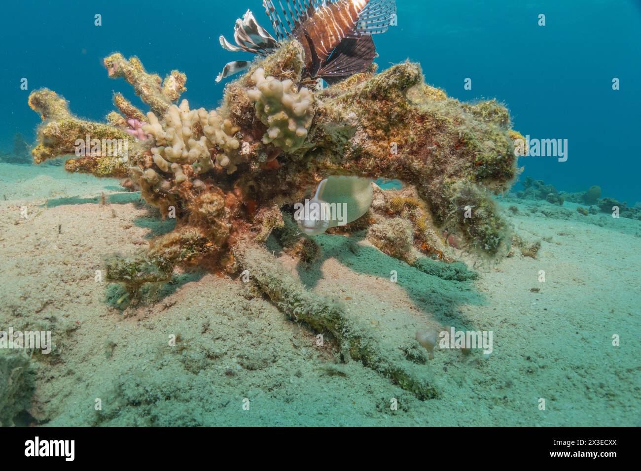 Moray eel Mooray lycodontis undulatus in the Red Sea, Eilat Israel ...