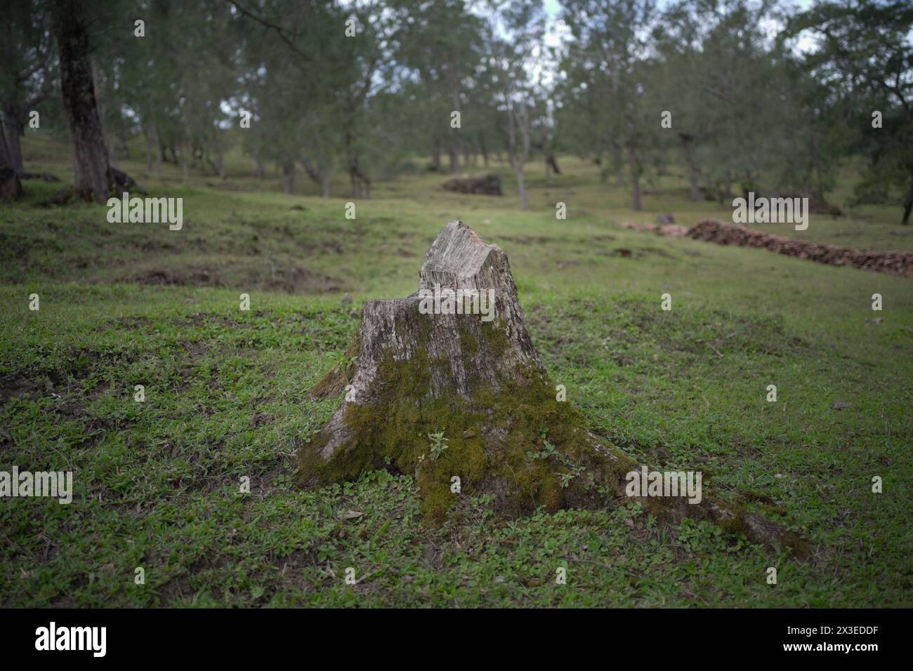 Old fir tree stump at the forest Stock Photo - Alamy