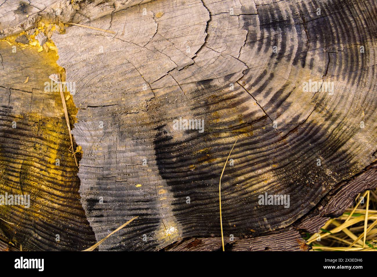 Top view macro photo of stump texture with annual rings, cracks, saw ...