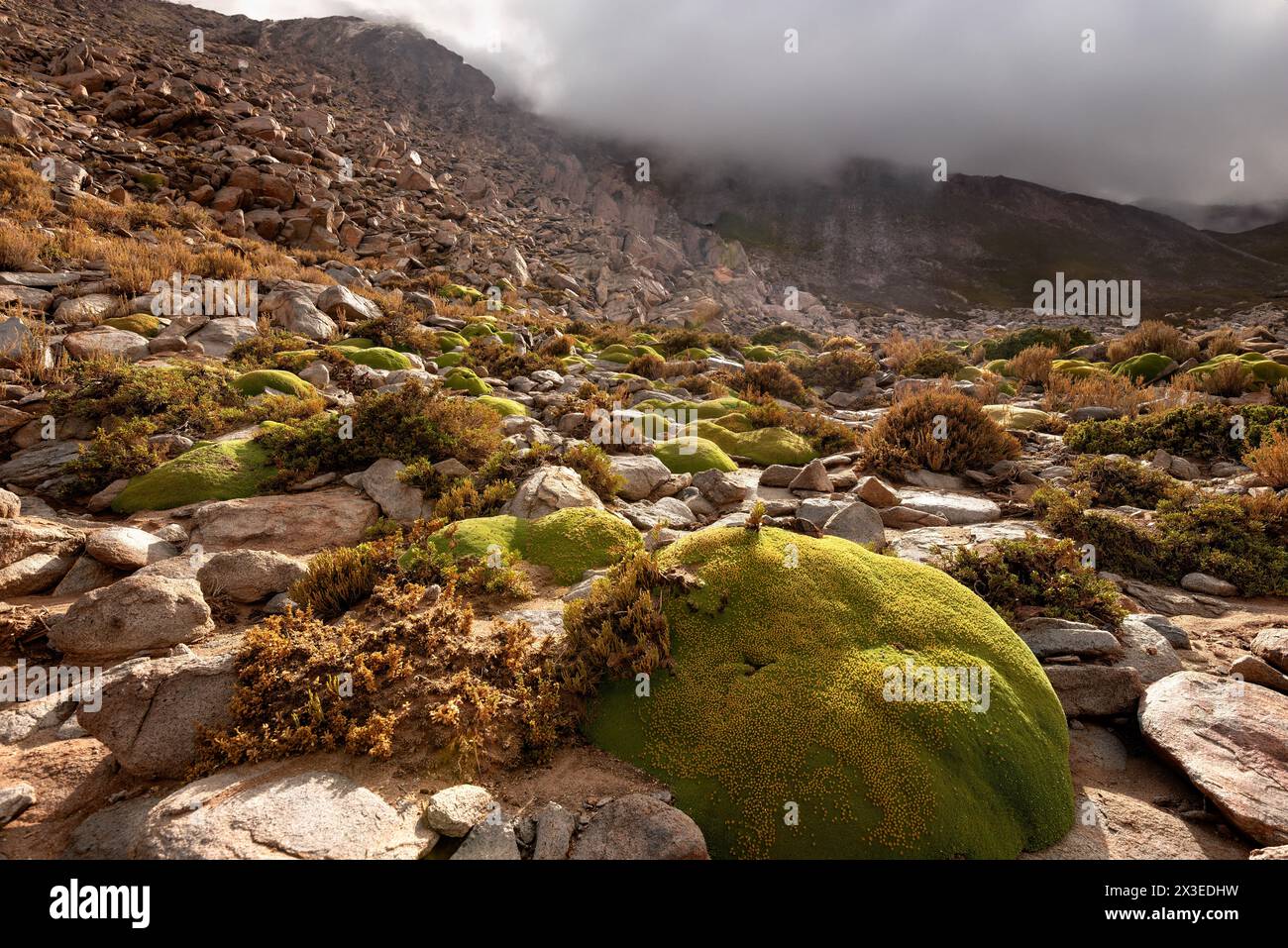 Yareta plant (Azorella compacta) , ancient typical plant that grows ...
