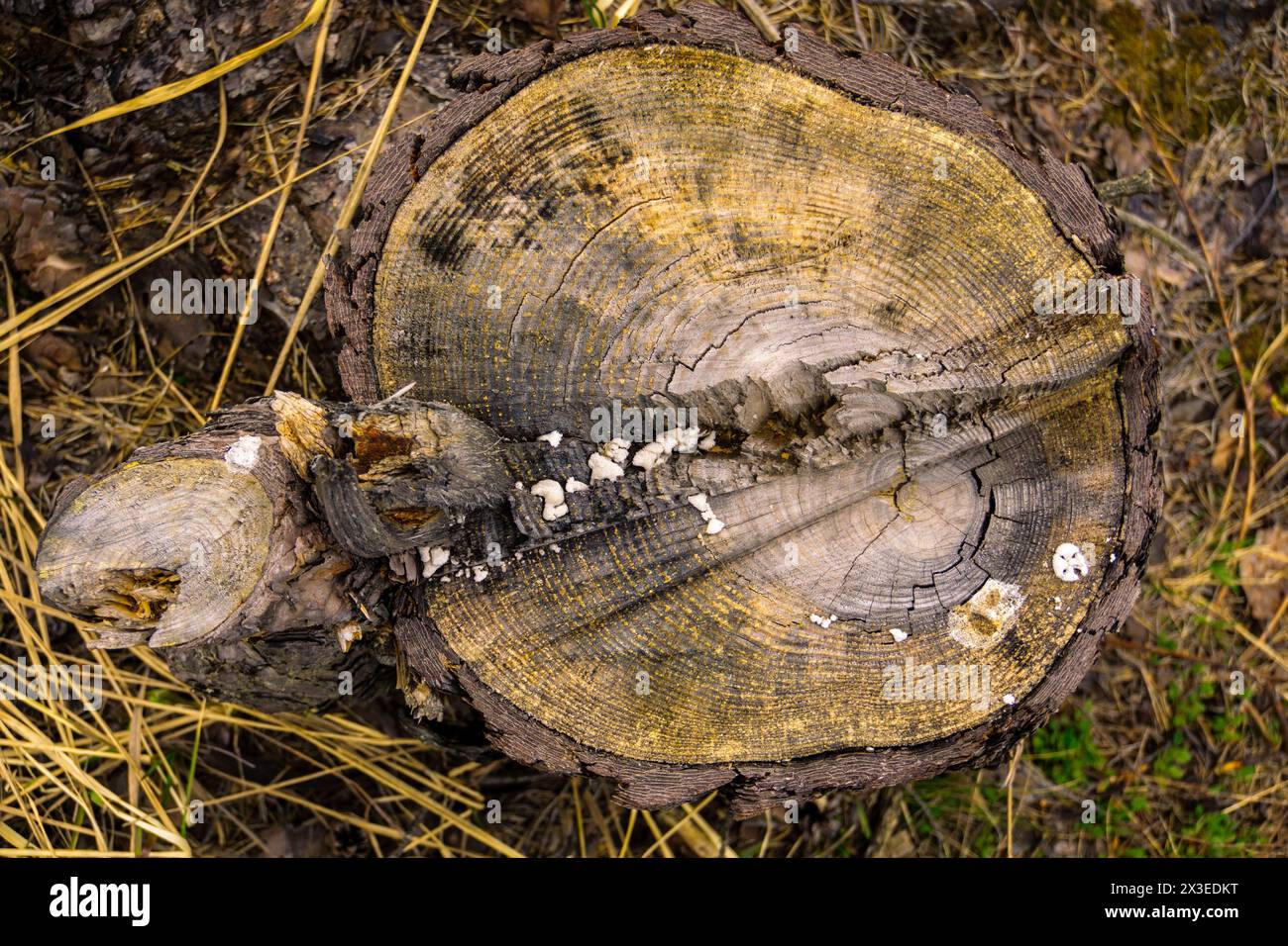 Top view macro photo of stump texture with annual rings, cracks, saw ...