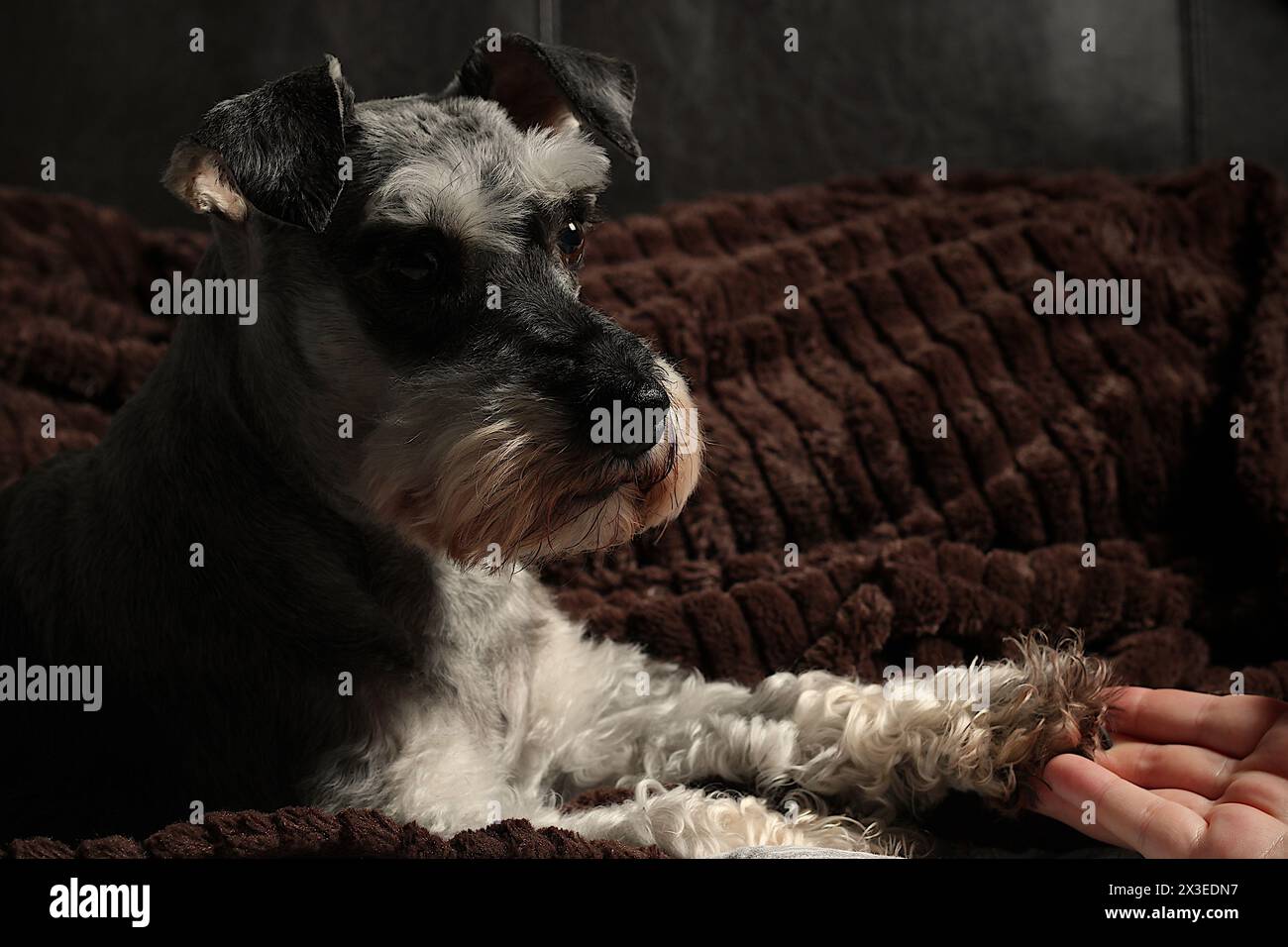 Portrait of grey miniature Schnauzer dog, studio portrait looking to ...