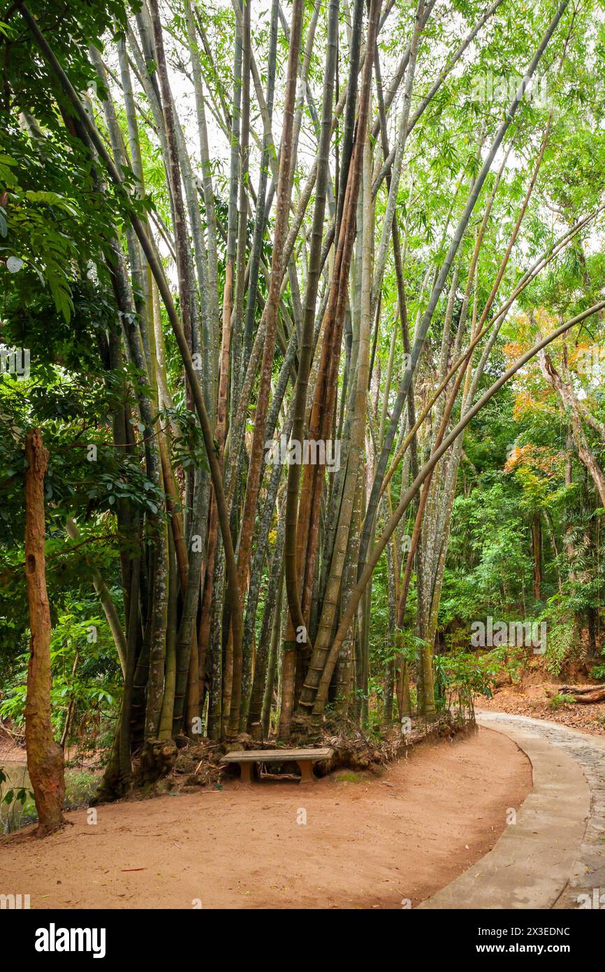 Udawatta Kele Kandy Royal Forest Park or Udawattakele Sanctuary is a ...