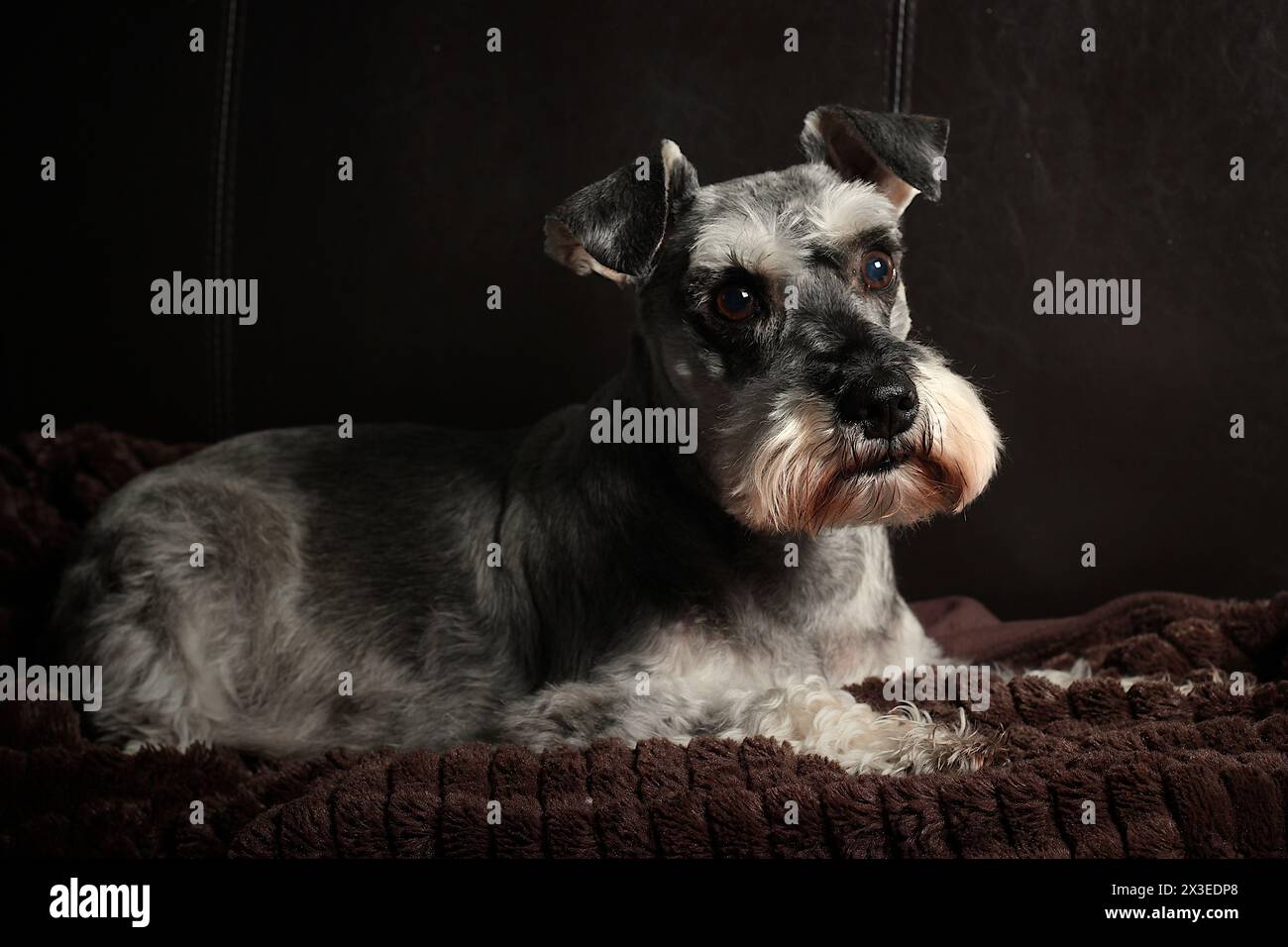 Portrait of grey miniature Schnauzer dog, studio portrait looking to ...
