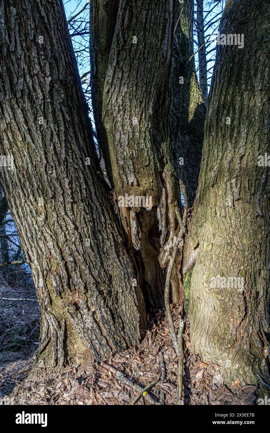 Detailed photo of three connected trees close up, natural themed ...