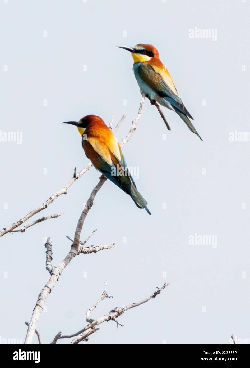 European Bee-eaters perched in a tree, Paphos, Cyprus Stock Photo - Alamy
