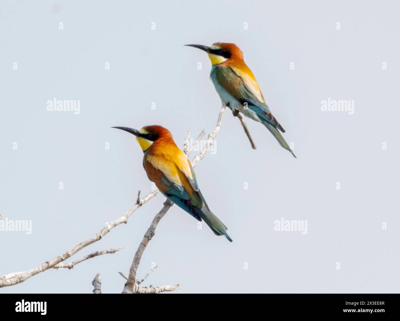 European Bee-eaters perched in a tree, Paphos, Cyprus Stock Photo - Alamy