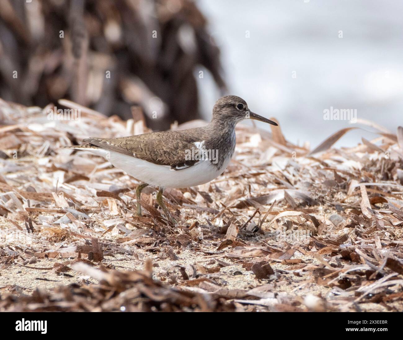 Common Sandpiper (Actitis hypoleucos), feeding on the beach, Paphos ...