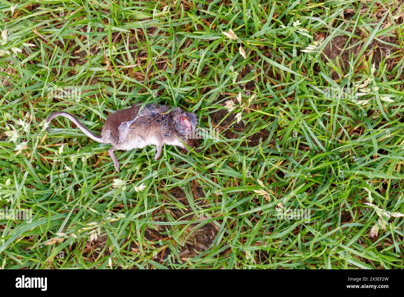 Dead Field Mouse in Garden Grass Stock Photo - Alamy
