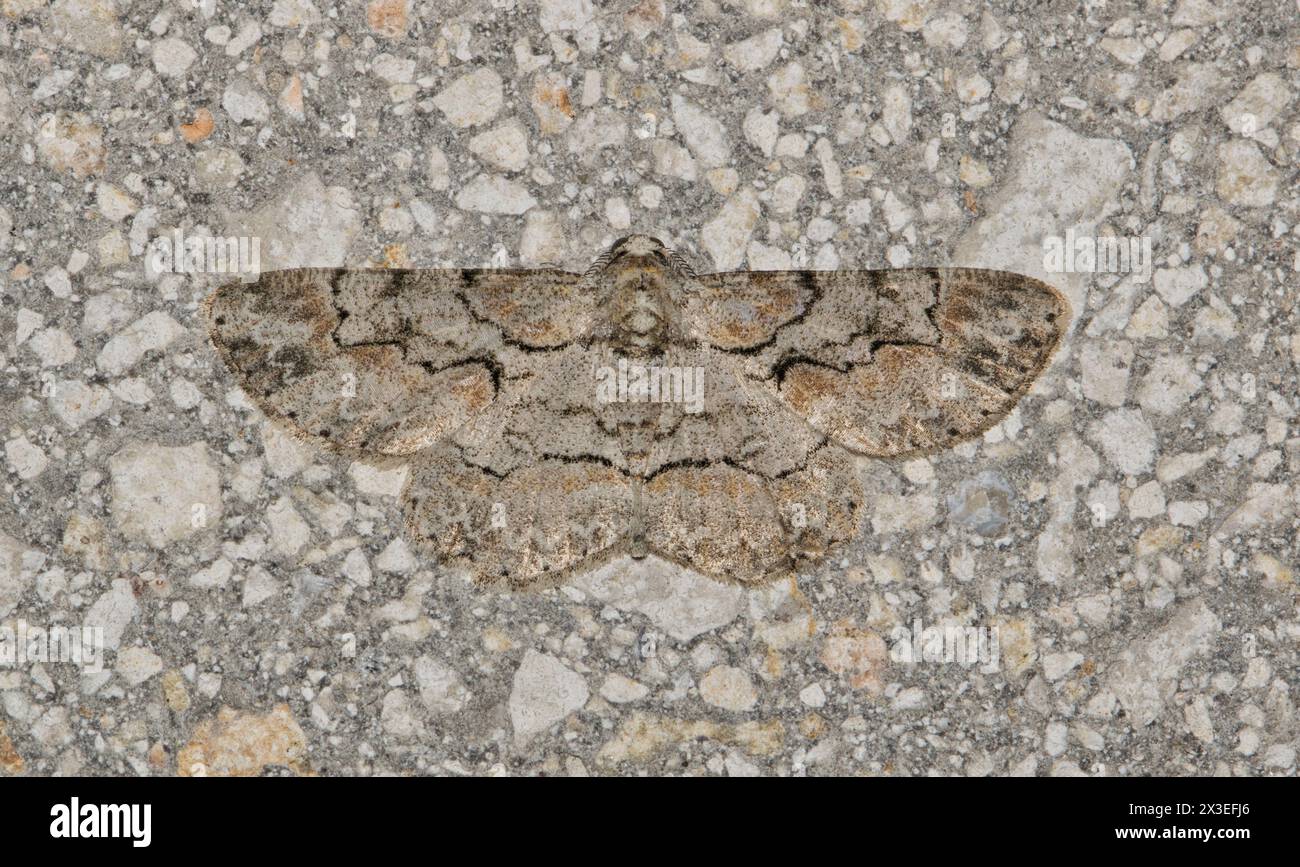 Brown-shaded gray moth (Iridopsis defectaria) insect nature Springtime ...