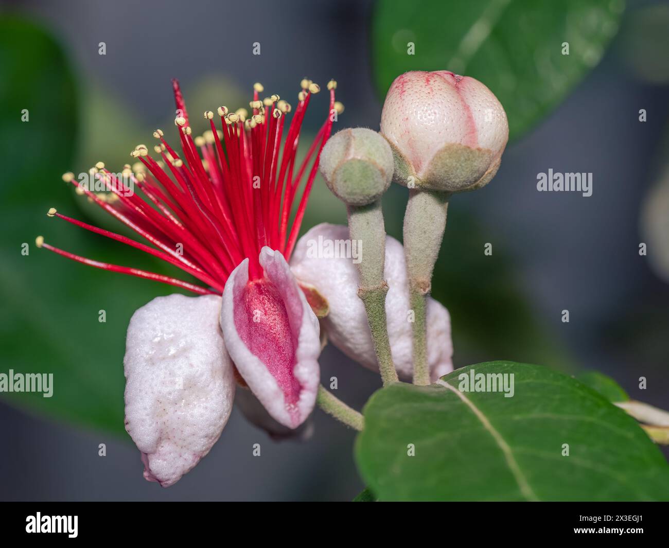 The exotic flower of the Pineapple Guava plant, Feijoa Sellowiana ...