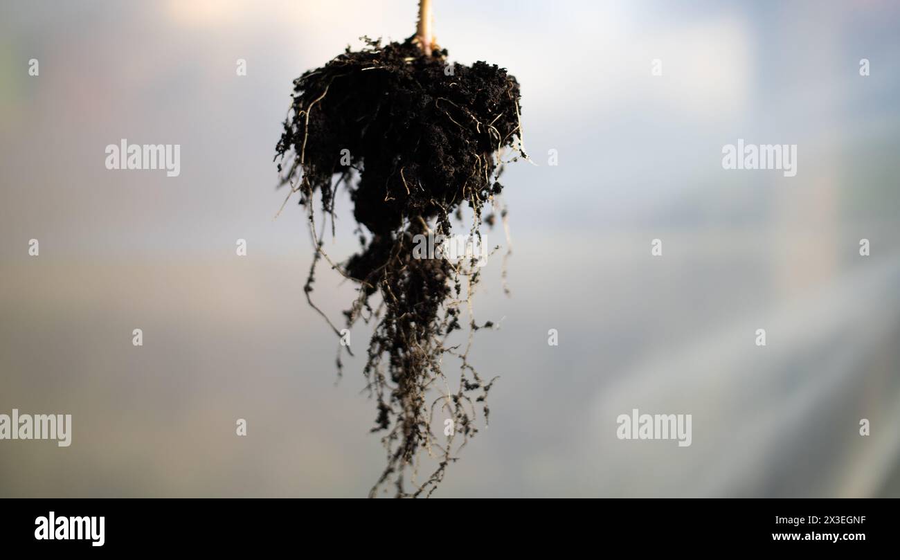vegetable root covered with soil Stock Photo - Alamy