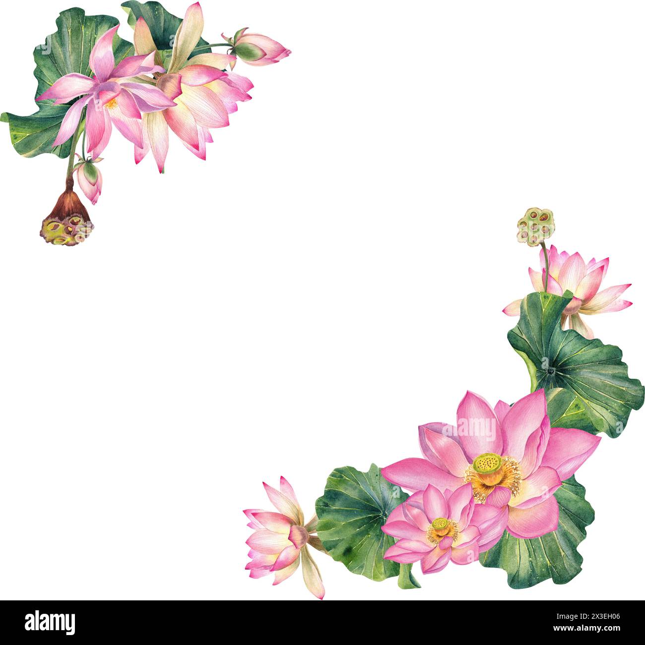 Corner Border Designs Colorful Lotus 27+ Thousand Lotus Flower Border