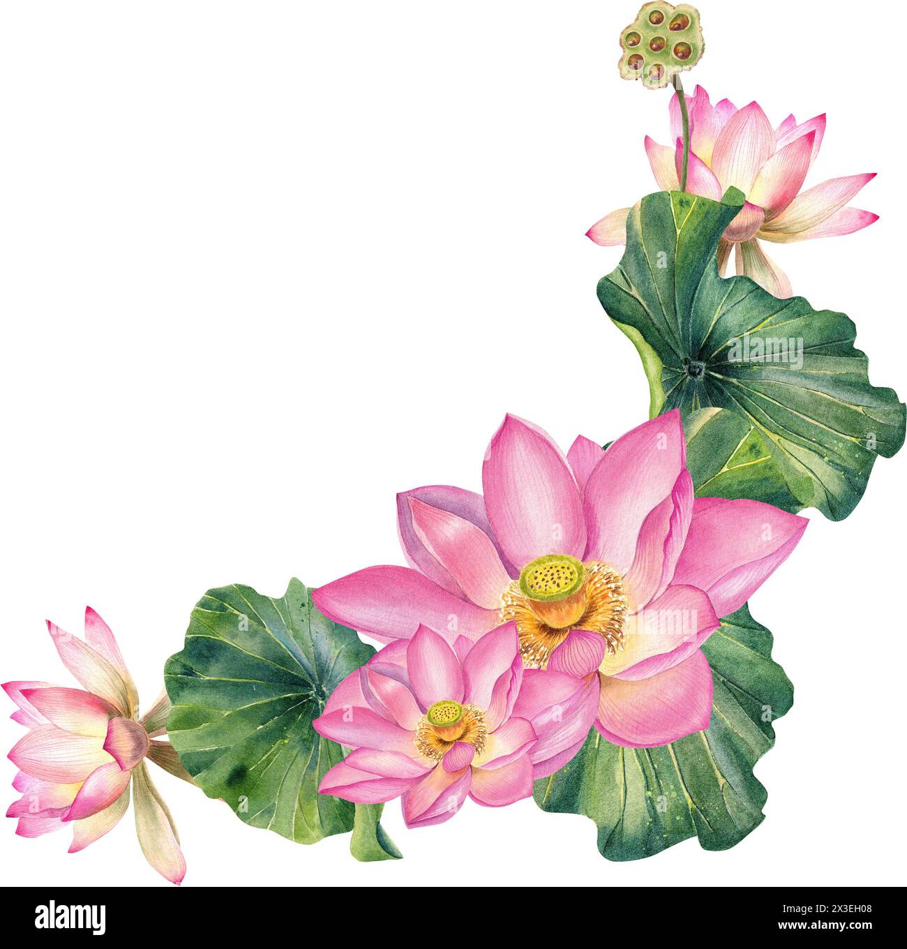 Watercolor, corner, lotus, pink flower, illustration, frame, realistic ...