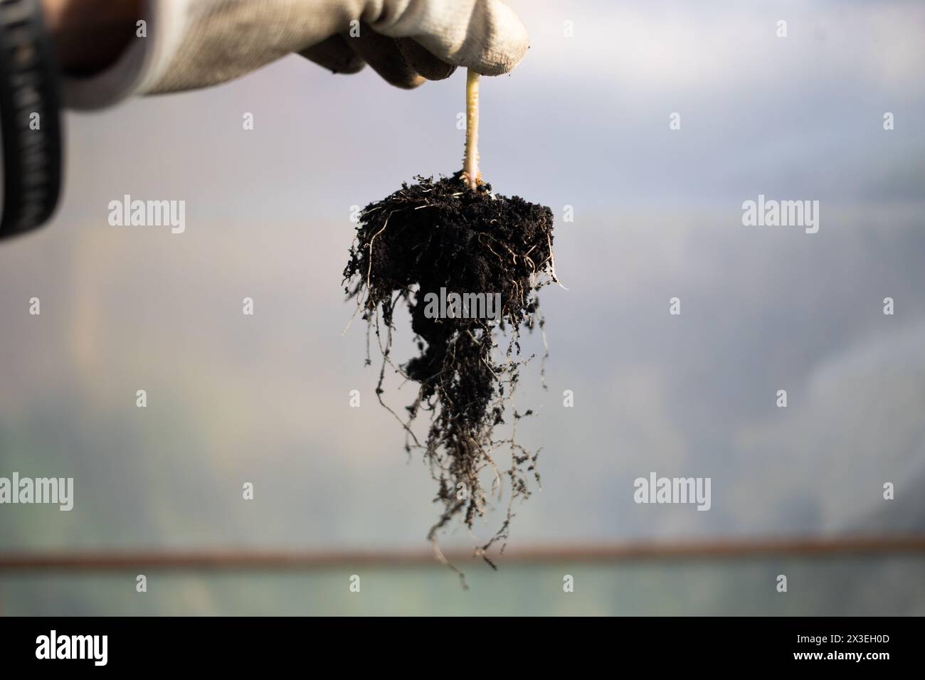 vegetable root covered with soil Stock Photo - Alamy