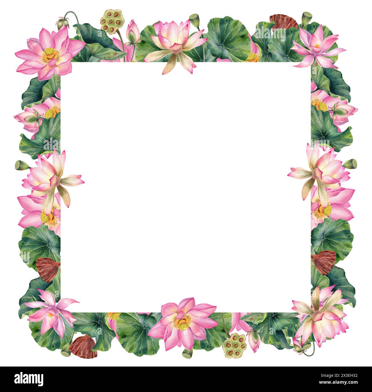 Watercolor, lotus, square frame, pink flower, illustration, frame, hand ...