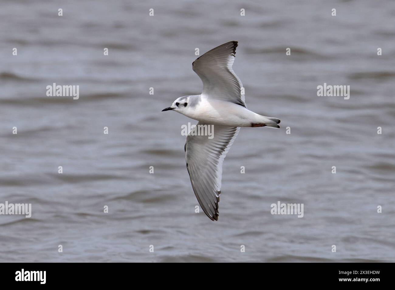Little Gull (Larus minutus) Frampton Lincolnshire April 2024 Stock ...