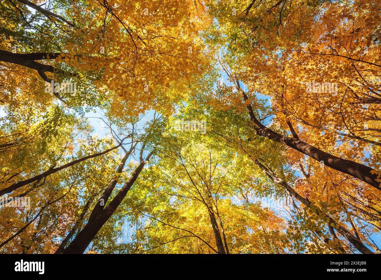 Looking up to the maple canopy of autumn green and gold as it contrasts ...
