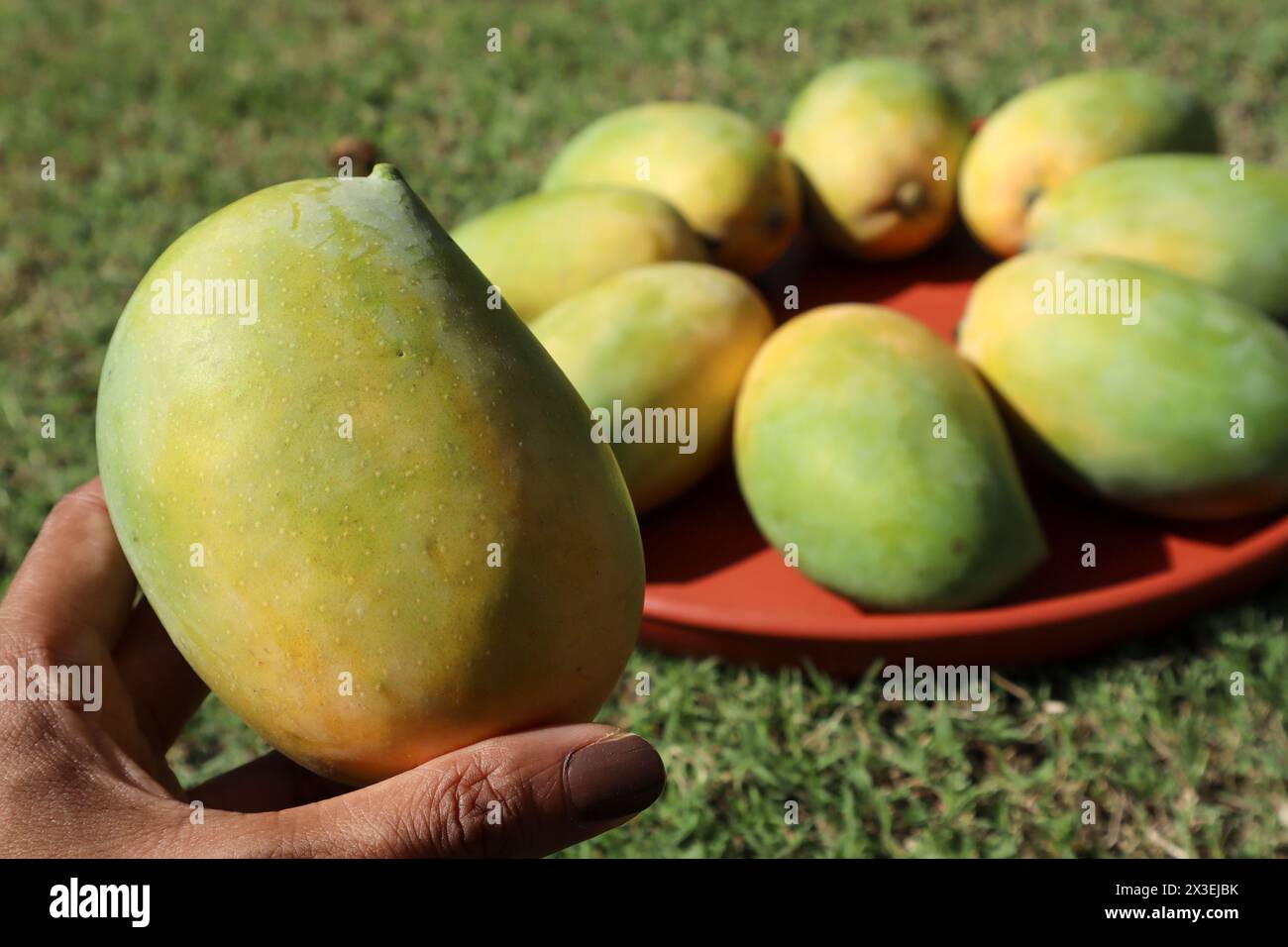 Hands holding Delicious Mango fruits arrange on plate, King of fruits ...