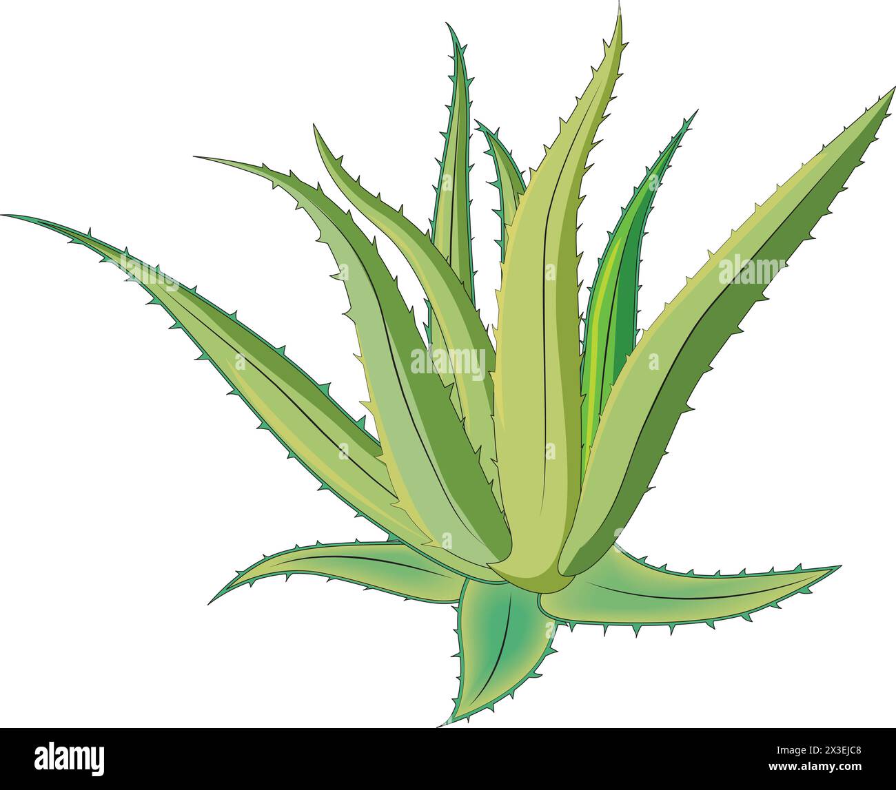 Agave vector vectors Cut Out Stock Images & Pictures - Alamy